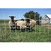 Amazon.com : Starkline Premium Electric Sheep & Goat Netting Kit- AC ...