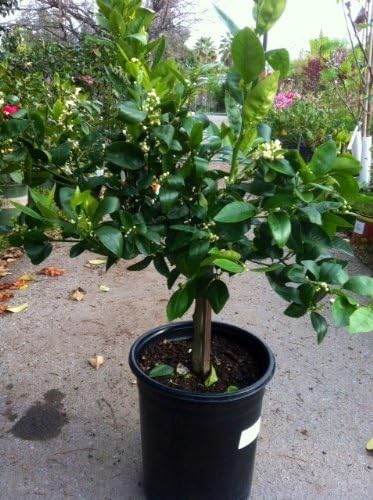 Amazon.com : Tango Mandarin Orange Tree Dwarf Five Gallon-Seedless ...