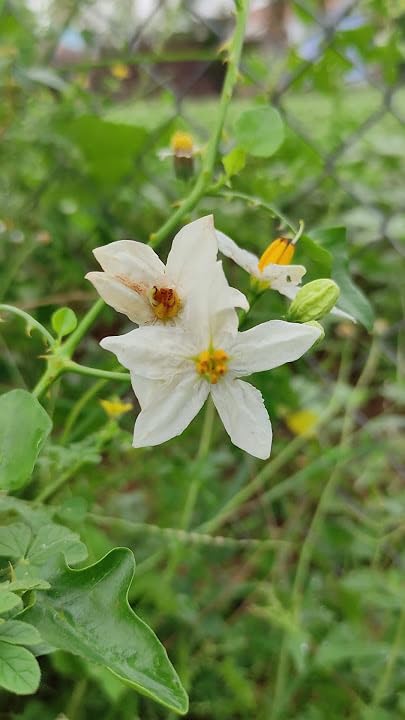 RAJA'S GARDEN White Thoothuvalai Live Plant with 4 Inch Pot | Vellai ...
