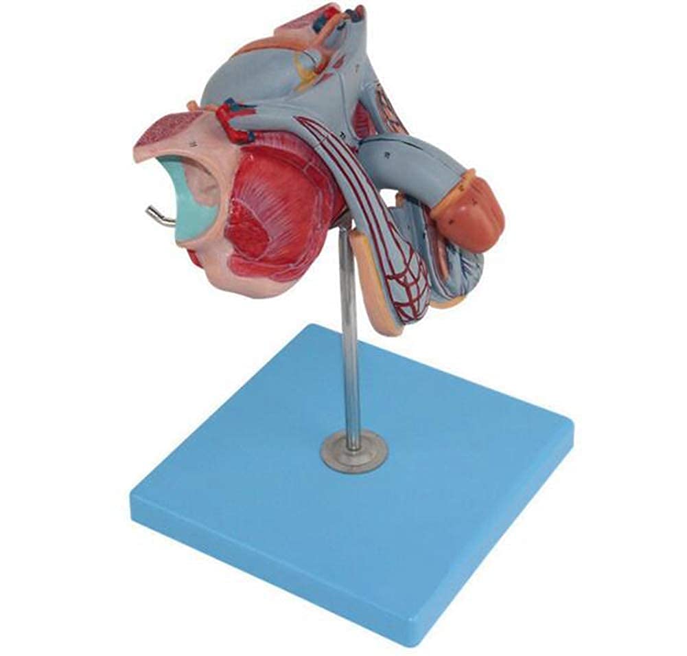 Buy Anatomy Model Male Reproductive System Model 4-Parts Life Size Male ...