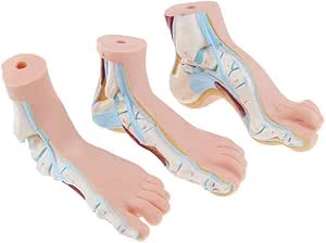 Amazon.com: Teaching Model 3 pcs Human Foot Model Domed Normal Flat ...