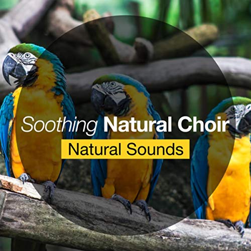 Amazon.com: Soothing Natural Choir : Natural Sounds: Digital Music