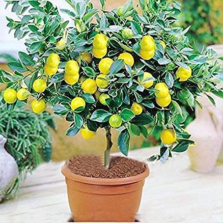 EdensField Live Gandharaj Lemon Fruit Plant One Plant : Amazon.in ...