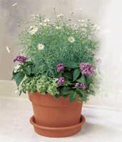 Amazon.com : 20.00 Bloom Master Box Planter Stone 5/cs : Home & Kitchen