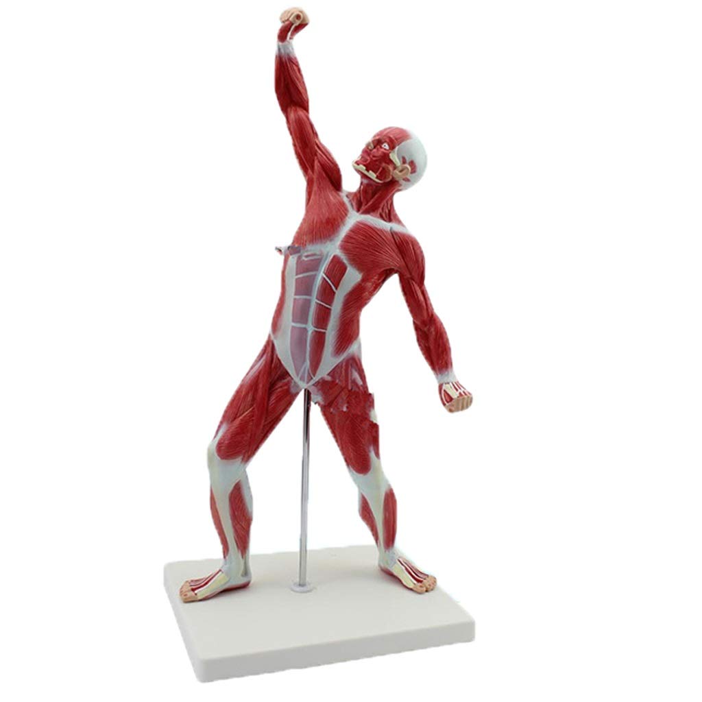 Buy MODELLE Miniature Human Muscle Figure, 20" Muscular System Model ...