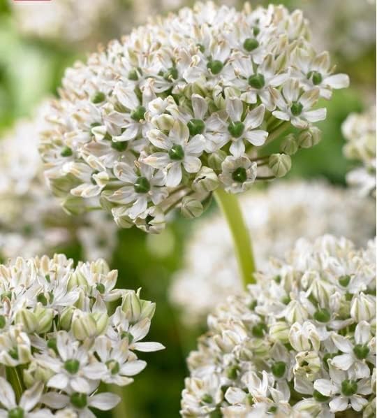 Amazon.com : Tall Allium Nigrum Bulbs for Planting - Black Garlic Bulbs ...