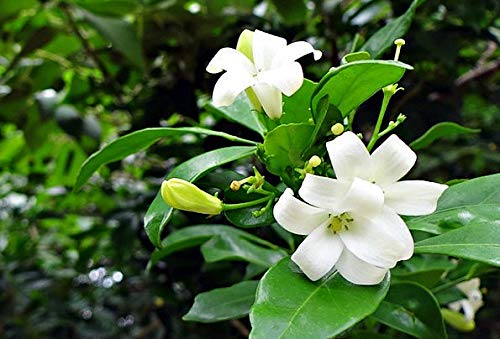 Creative Farmer Flower Live Plant Murraya Paniculata (Orange Jasmine ...