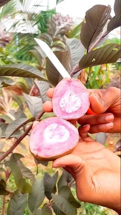 Rare Varity Thailand Guava Live Fruit Plants & Tree Bonsai Fruit Plant ...