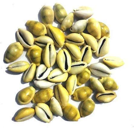 Natural Yellow Cowry 108 Pieces : Amazon.in: Health & Personal Care