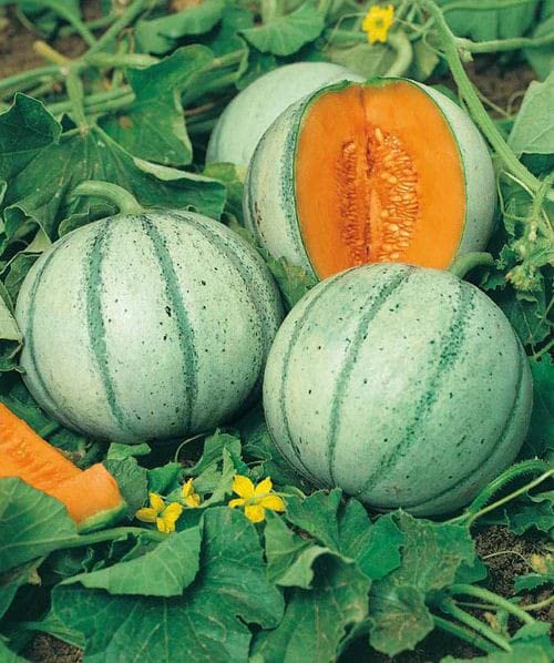 Ritz Farming® Musk melons seeds | Hybrid Melons | Muskmelons Seed ...