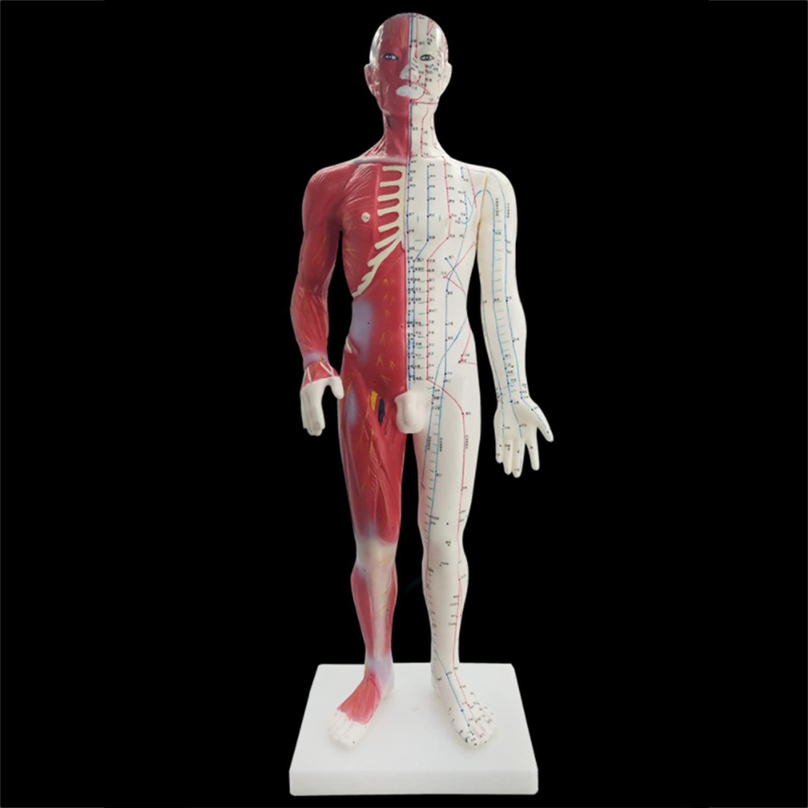 Buy Half Skin and Half Muscle Pressure Point and Meridians Acupuncture ...
