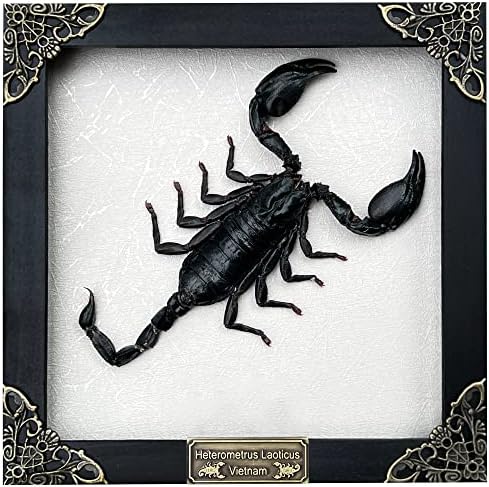 Amazon.com - Real Framed Scorpion Handmade White Wooden Frame Shadow ...