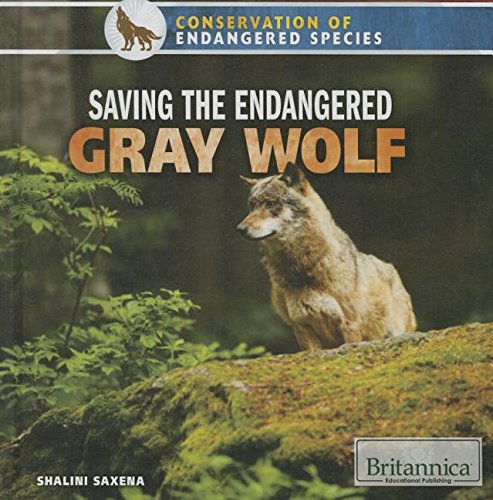 Saving the Endangered Gray Wolf (Conservation of Endangered Species ...