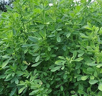 Rootnrise Farm Berseem Grass Seeds for Cattle and Goat, Barseem Seed ...