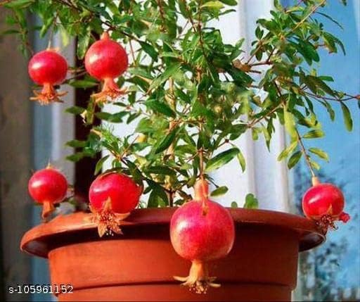 S Nursery Anar Fruit Plant (Pack Of 1) : Amazon.in: Garden & Outdoors