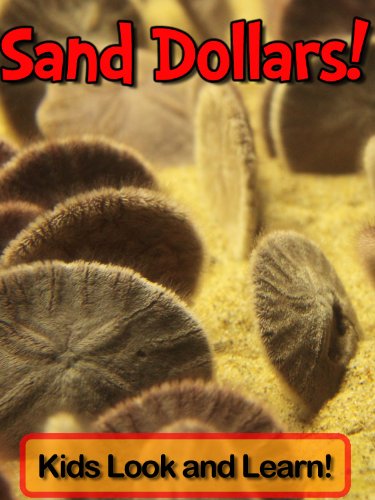 Sand Dollars! Learn About Sand Dollars and Enjoy Colorful Pictures ...