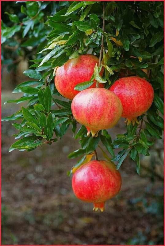 Ritz Farming® Pomegranate fruit seeds | Imported Punica granatum ...