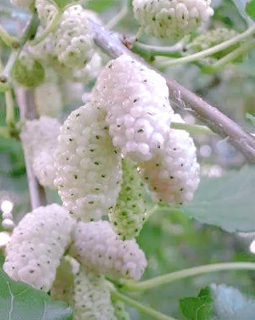 GreenWorld Special Sweet And Healthy All Time Taiwan White Mulberry ...