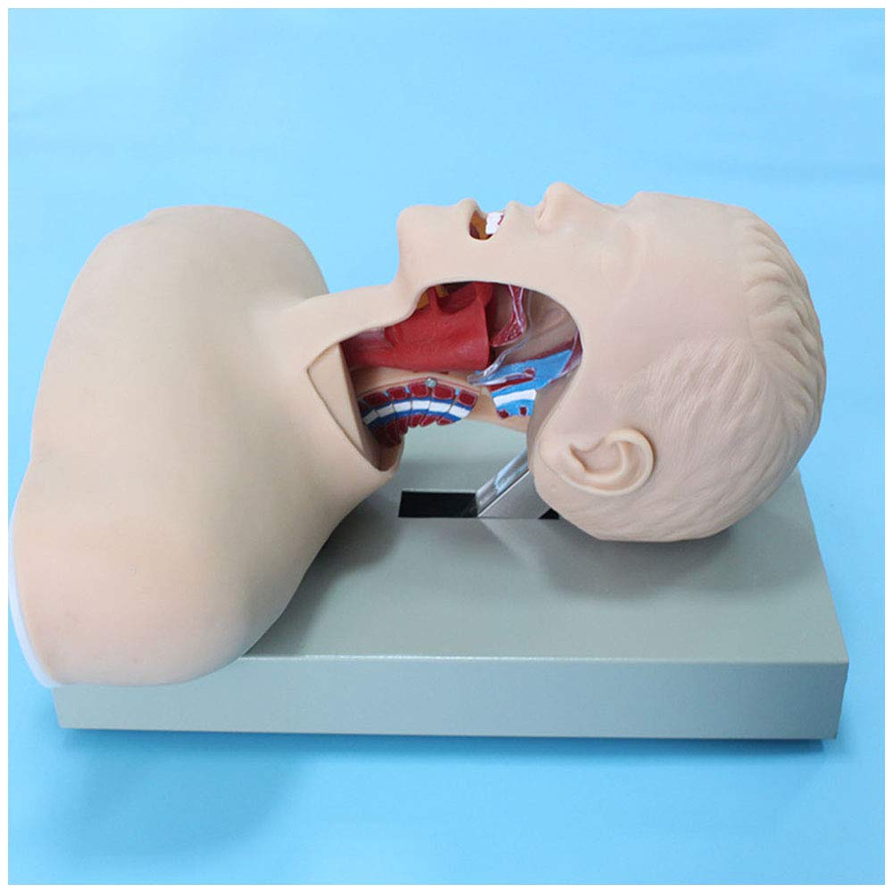 Fxq Intubation Manikin Tracheal Intubation Training Model Medical ...
