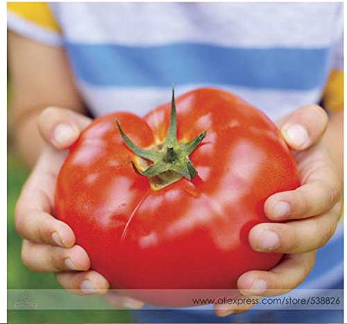 Semillas Tomate Cherry Las Deliciosas Semillas De Tomate Gigantes Para ...