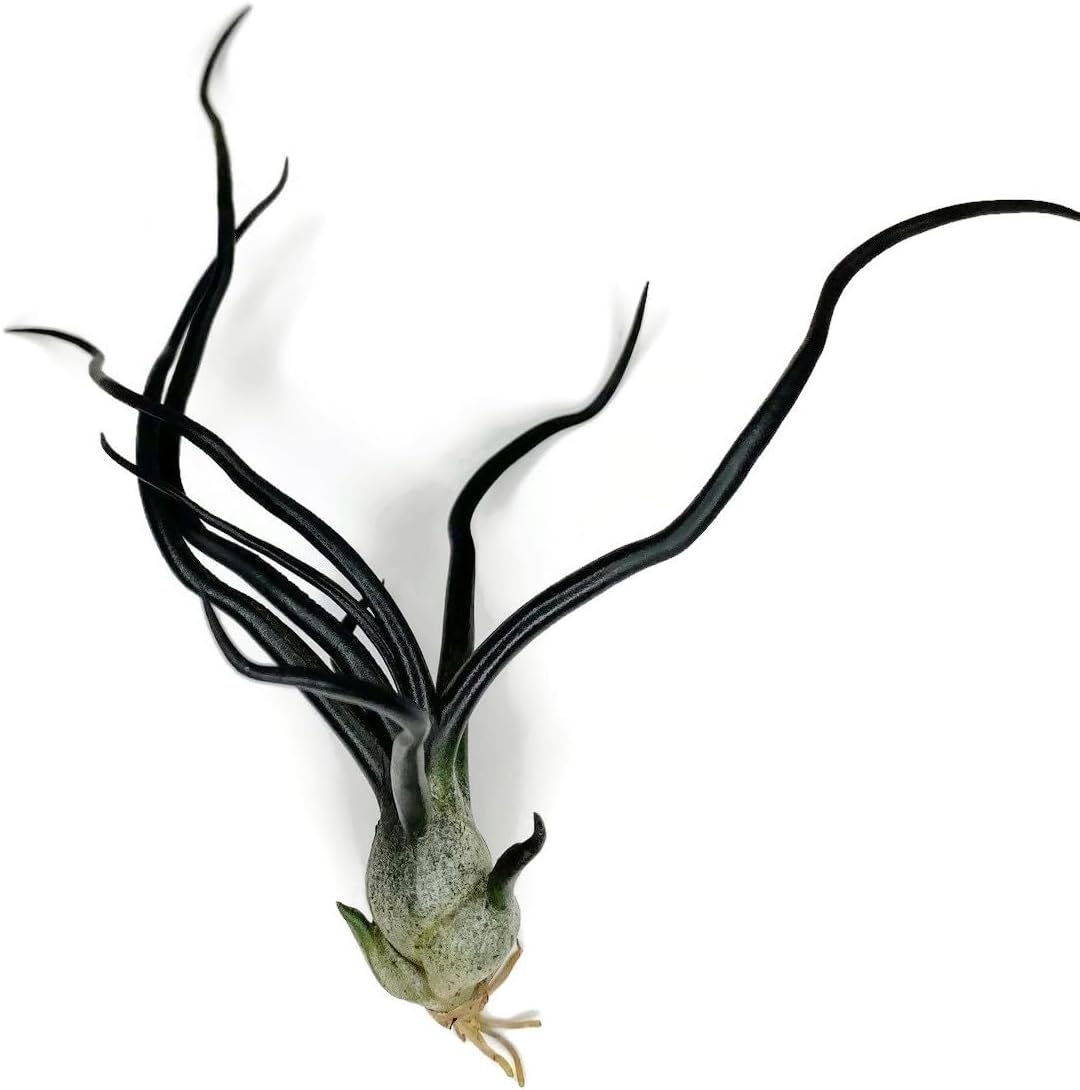 Amazon.com : Live Bulbs Colocasia Elephant Ear Huge Leaf Esculenta ...
