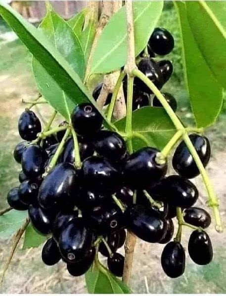 GooGreen Sweet Hybrid Jambolan Java plum Black plum grafted Black Jamun ...