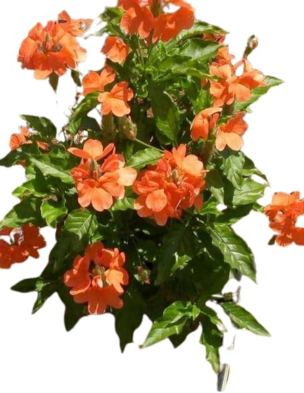 TENDER LEAVES Crossandra infundibuliformis firecracker flower ...