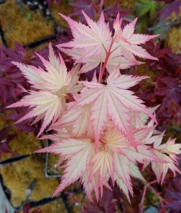 Amazon.com : Coral Pink Japanese Maple - Beautiful Coral Pink Leaves in ...
