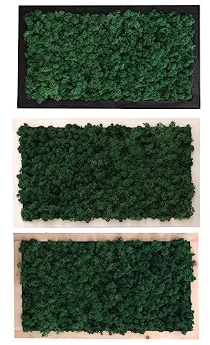 Moosbild Islandmoos - Premium Qualität/Pflanzenbild/Viele Größen ...