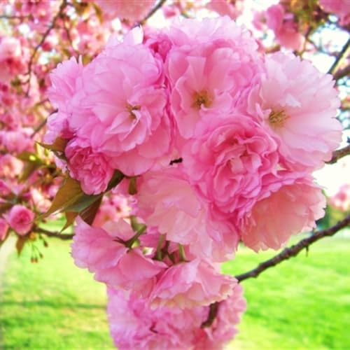 Best Flowering Cherry Blossom Tree Options for a Bright Spring Garden ...