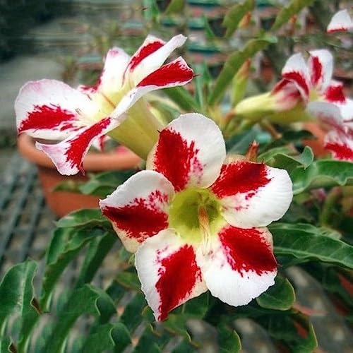 DIOART™-ADN-Adenium seed pack of 15 seeds-Q20 : Amazon.in: Garden ...