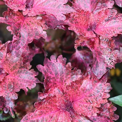 PlantsShip Coleus Red Dragon (Red and black)-Plant : Amazon.in: Garden ...
