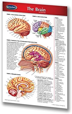 Human Brain Anatomy Chart - Laminated 4" x 6" Pocket Medical Quick ...