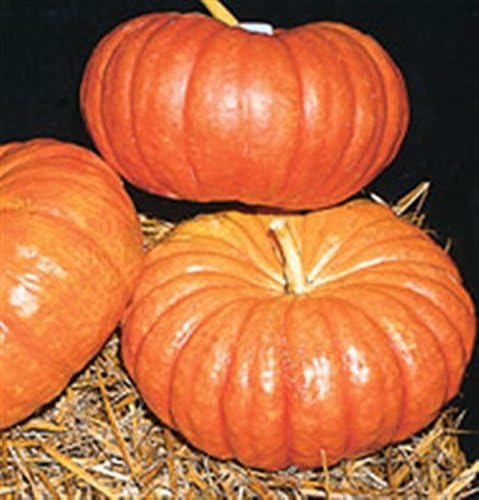 Heritage Heirloom Pumpkin Miniature Jack BE Little 10 Organic Seeds ...