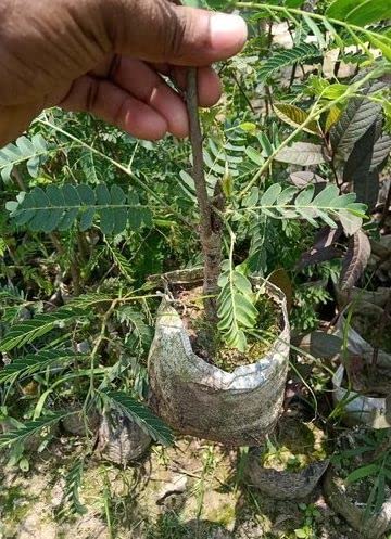 Cloud Farm Live Tamarind Thai Sweet Variety Imli Fruit Grafted Live ...