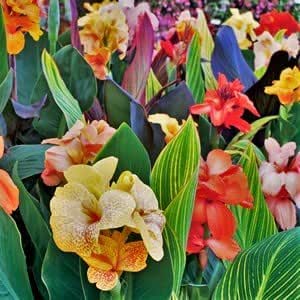 Amazon.com : 3 Tropical Mix Collection - Tall Canna - Bulbs/Roots ...