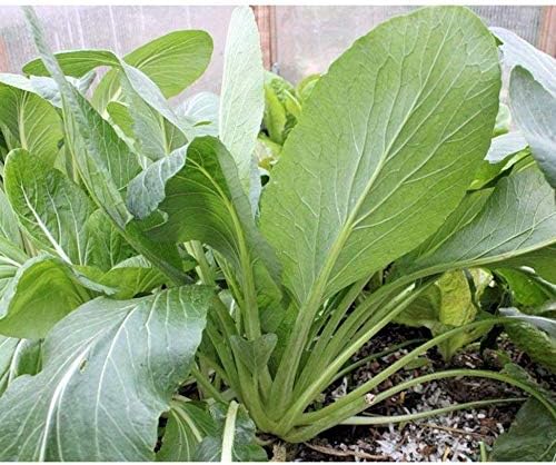 Amazon.com : Summer Fest Hybrid Japanese Komatsuna Seeds - Traditional ...