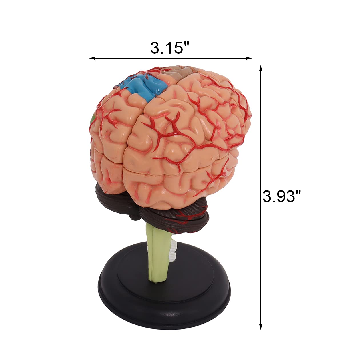 Snapklik.com : Human Anatomy Models Bundle Set, Brain, Human Torso Body ...