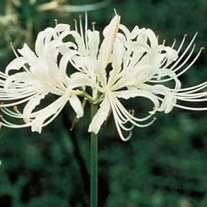Amazon.com : Lycoris albiflora (White Spider Lily) : Patio, Lawn & Garden