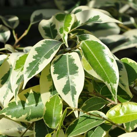 Mphmi Ficus Starlight, Ficus benjamina - Plant : Amazon.in: Garden ...