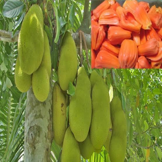 Rahaman Enterprice " All Time Red Jack Fruit " Tree Rare - Tropical ...