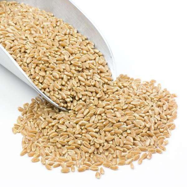 Amazon.com : Prairie Gold Wheat Berries, Non-GMO, Whole Grain, Hard ...