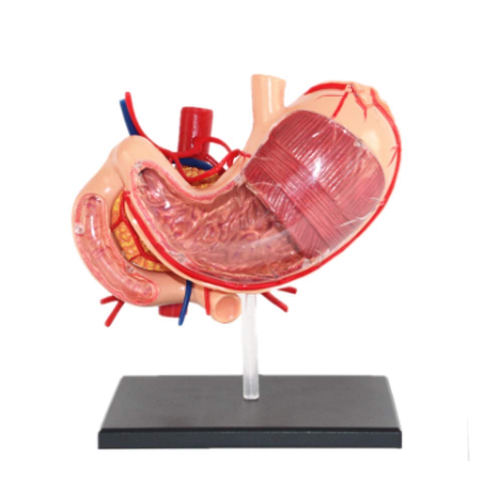 Stomach Model Anatomy Models Of The Human Digestive System