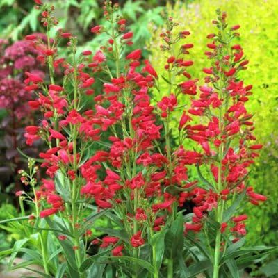 Amazon.com : Penstemon Red Riding Hood : Patio, Lawn & Garden