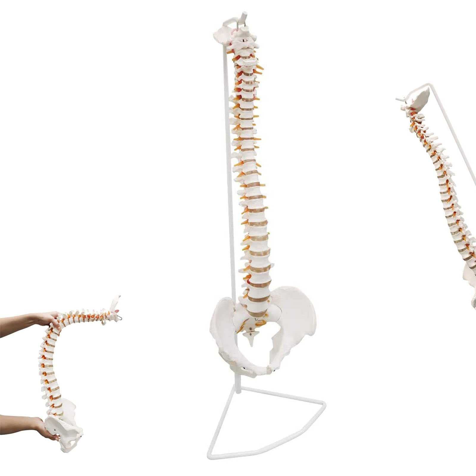 Flexible Spine Model 80cm Human Spine Model 31 Flexible Spinal ...