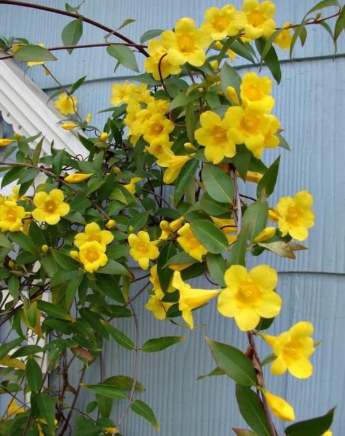MVKR Live Chameli Plant I Yellow charm Flower Plant I (Jasmine Variety ...