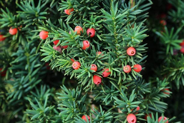 Yew tree - How to grow & care