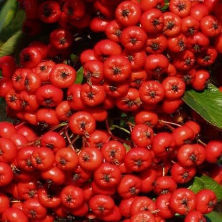 Plant World Seeds - Pyracantha Saphyr Red Seeds : Amazon.it: Giardino e ...