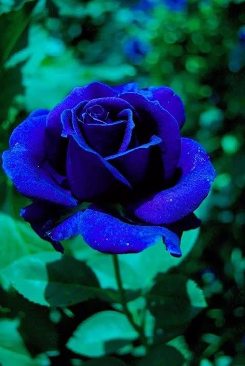 Dark blue rose live plant (Pack of 2) : Amazon.in: Garden & Outdoors