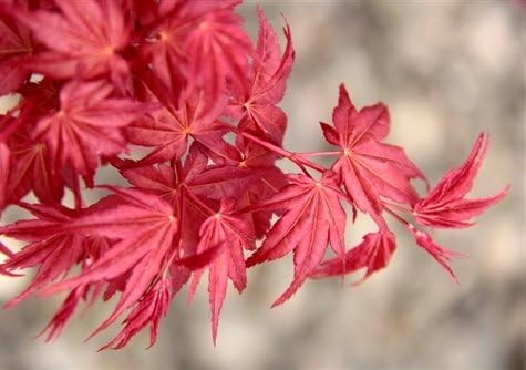Amazon.com : Yama Hime Japanese Maple 1 - Year Graft : Maple Trees ...